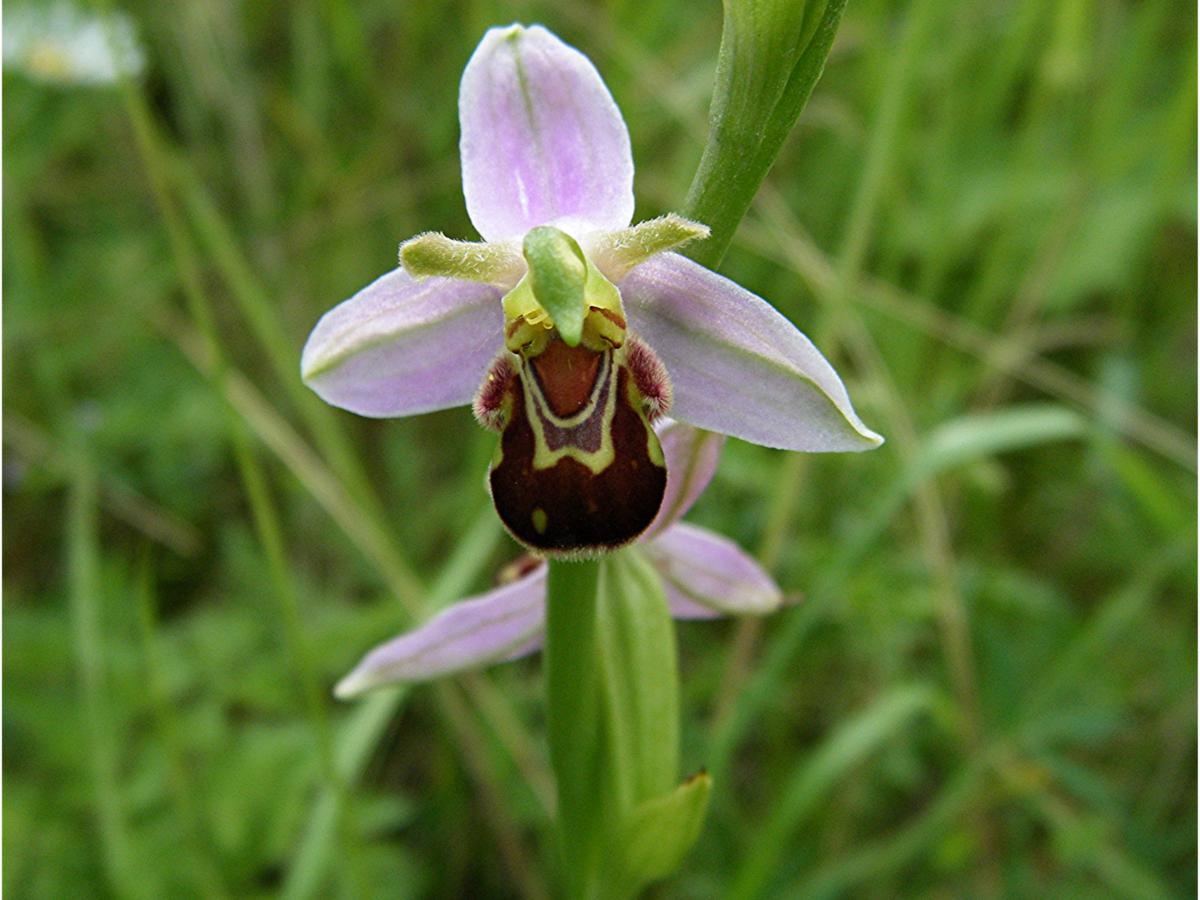 Bee Orchid | NatureSpot
