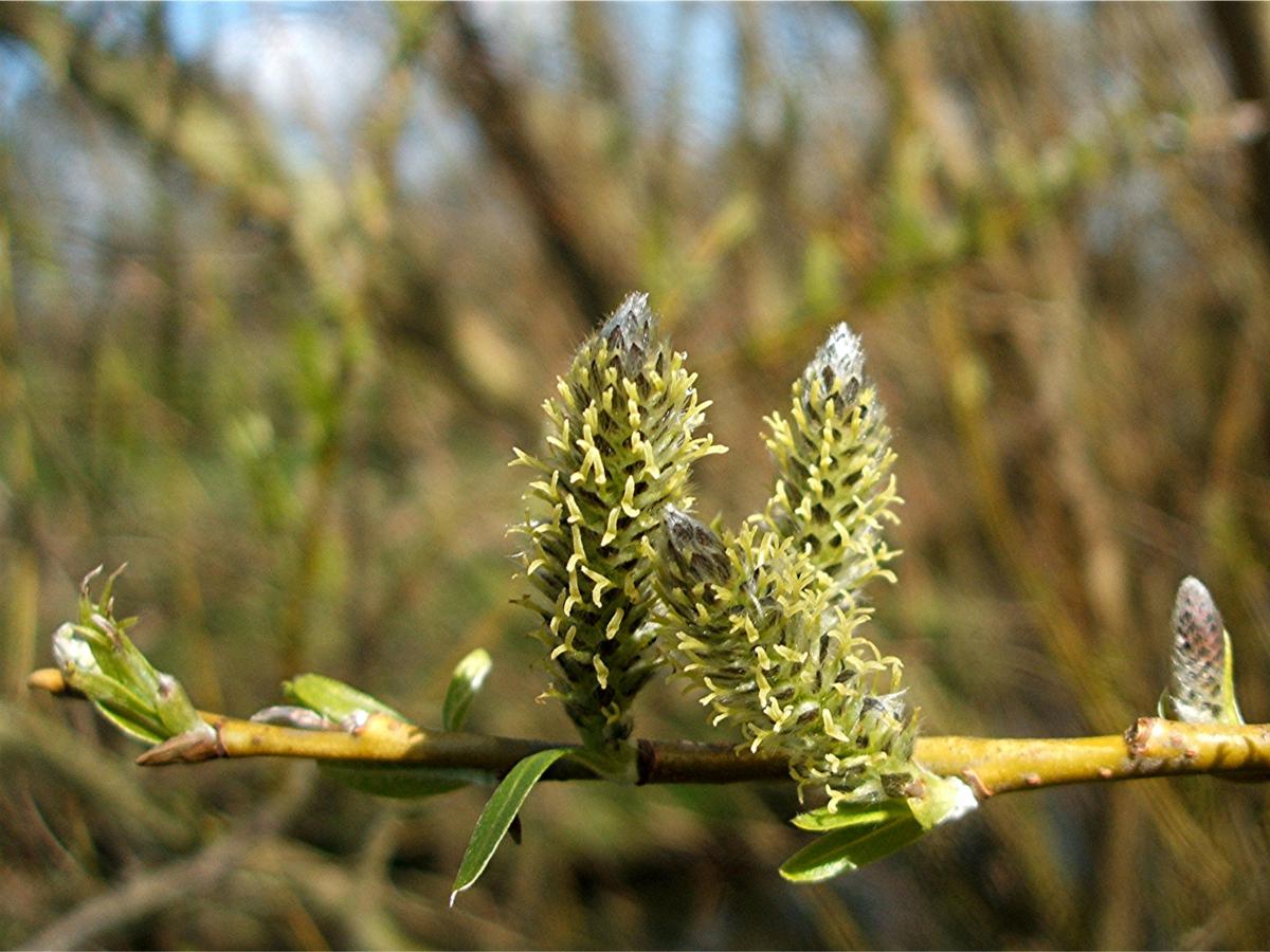 Osier | NatureSpot