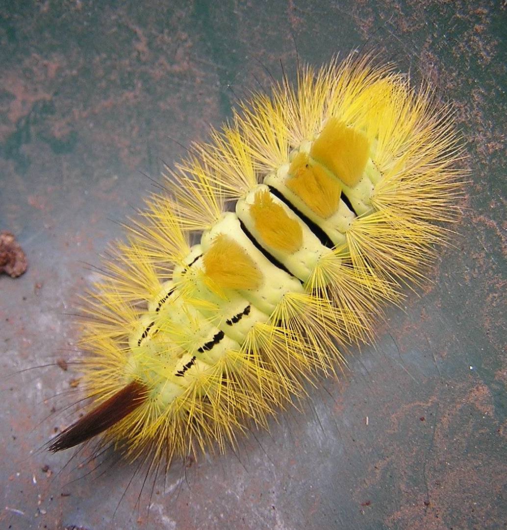 Pale Tussock | NatureSpot
