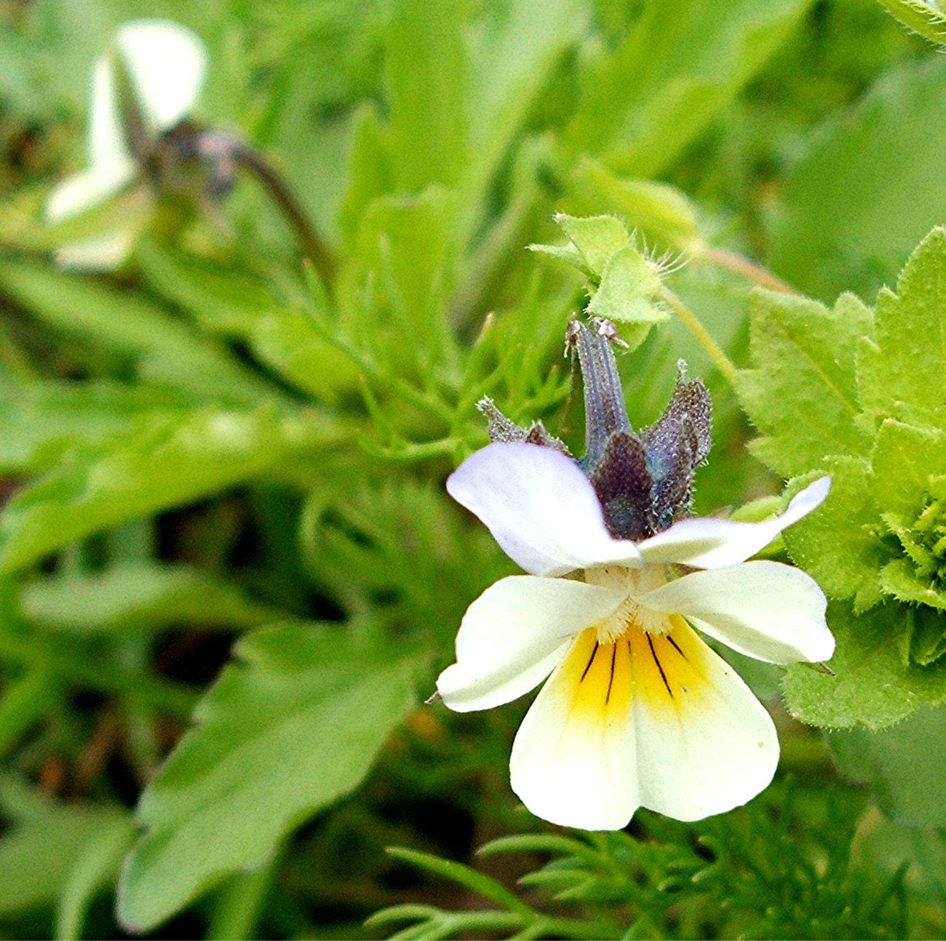 Field Pansy | NatureSpot