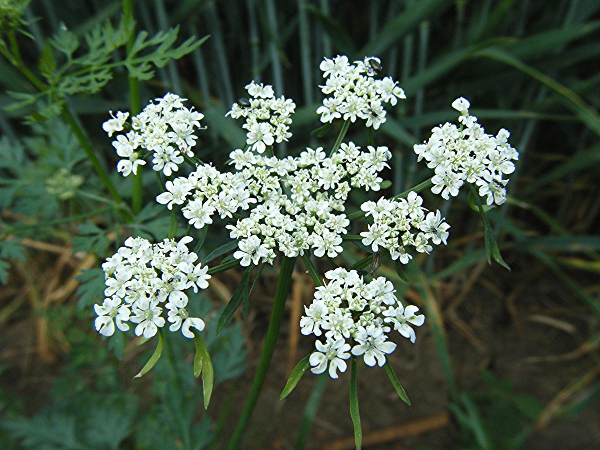 Fool's Parsley | NatureSpot