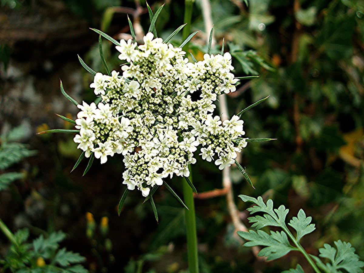 Fool's Parsley | NatureSpot