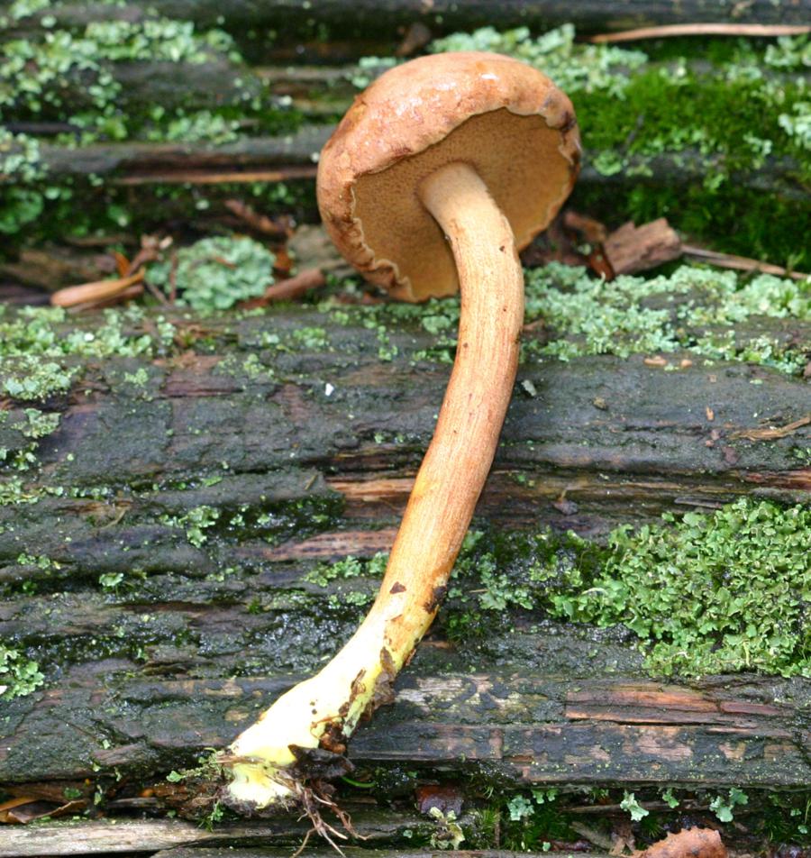 Peppery Bolete | NatureSpot