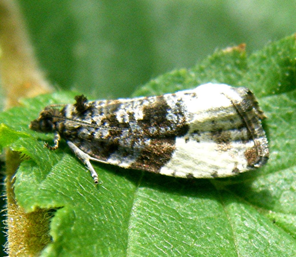 Plum Tortrix | NatureSpot