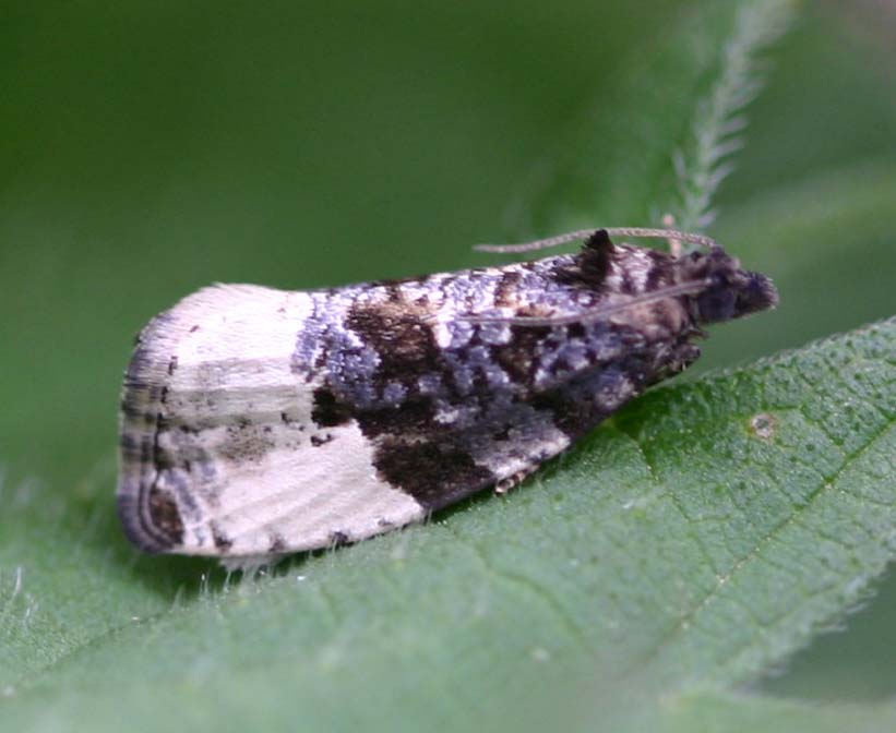 Plum Tortrix | NatureSpot
