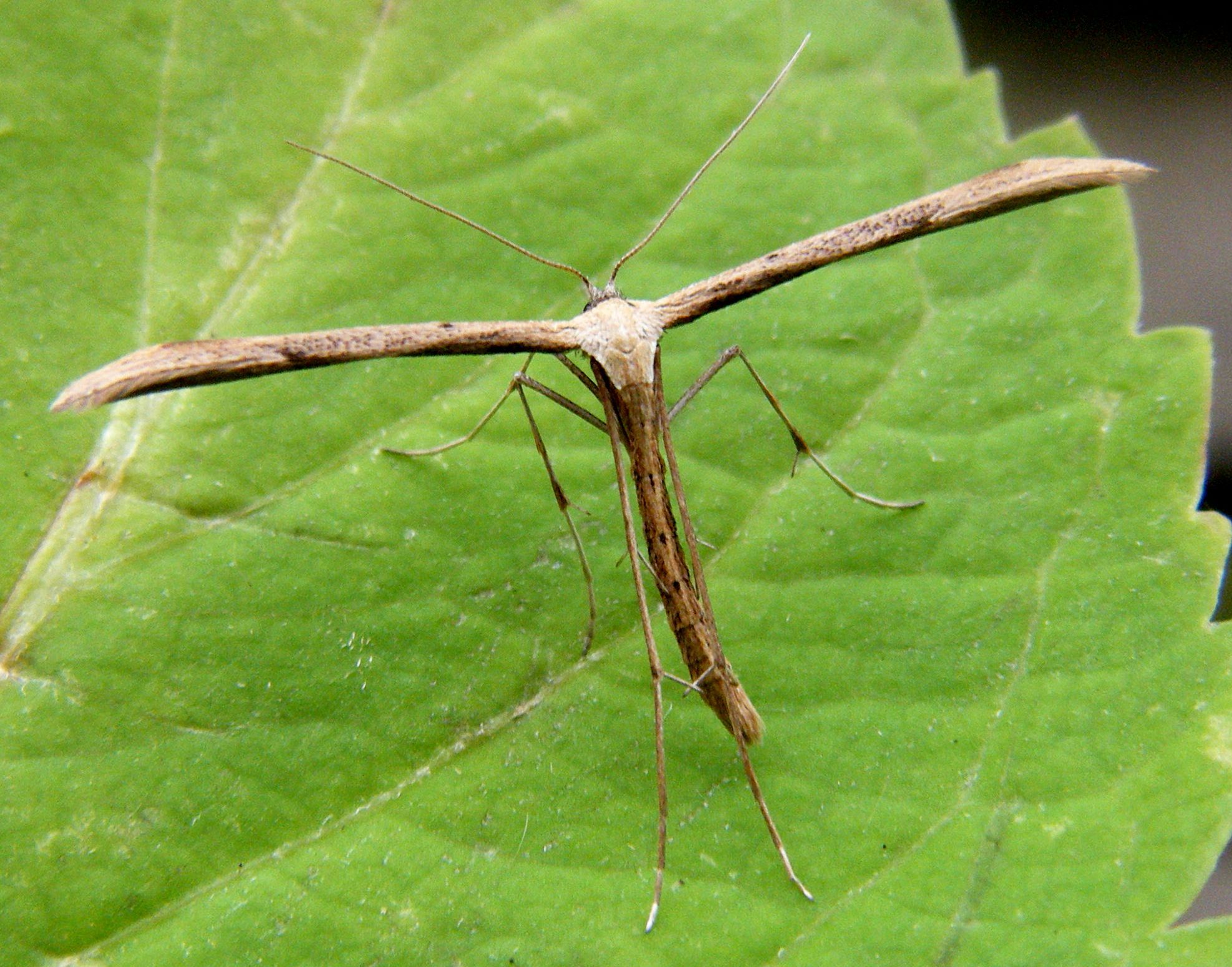 Common Plume | NatureSpot