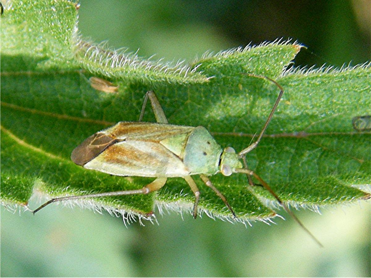Potato Capsid | NatureSpot