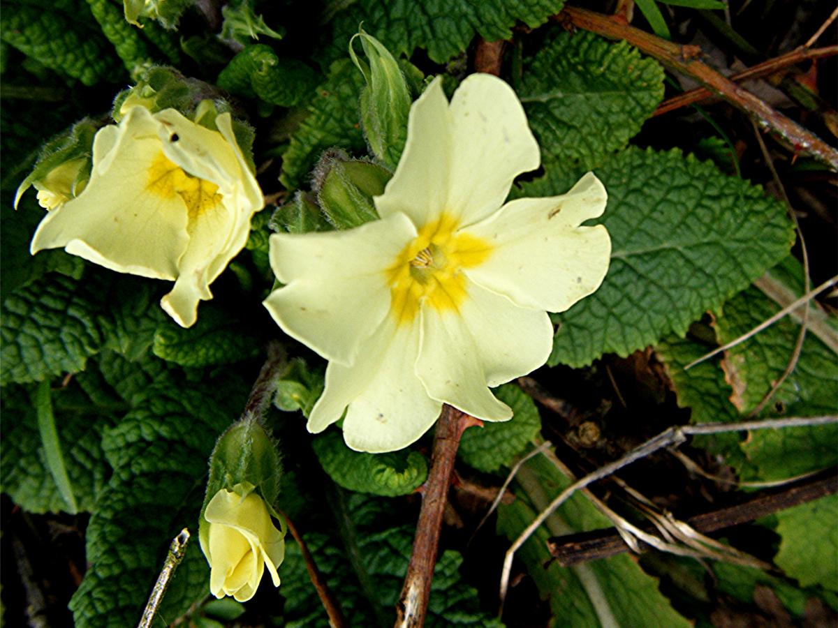 Primrose | NatureSpot