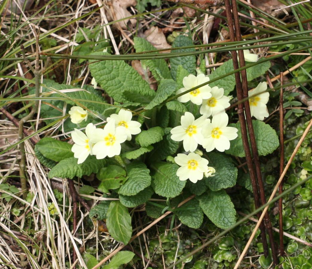 Primrose | NatureSpot