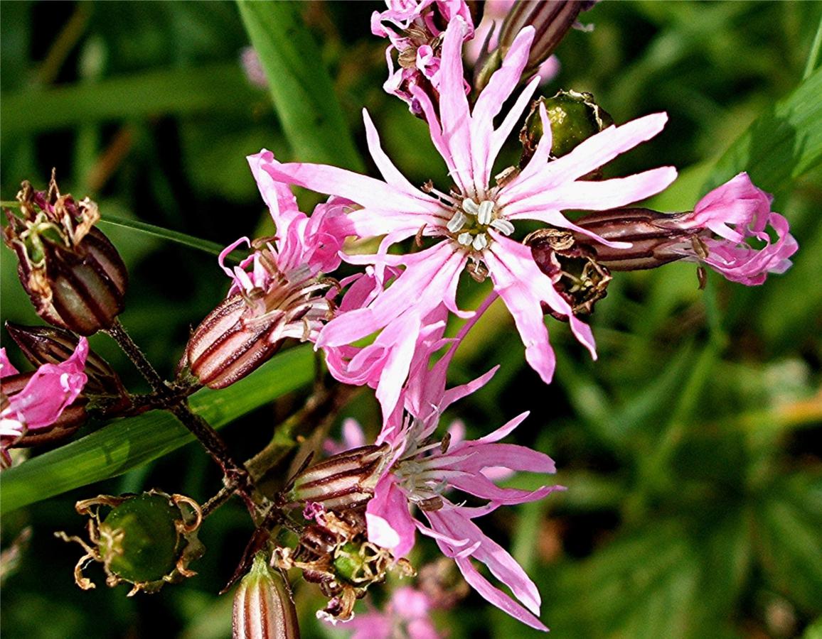Ragged-Robin | NatureSpot