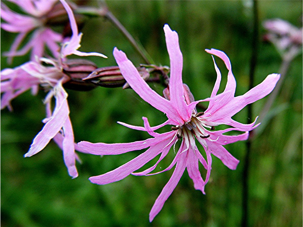 Ragged-Robin | NatureSpot