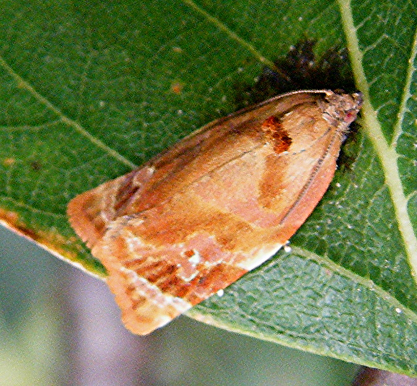 Red-barred Tortrix | NatureSpot