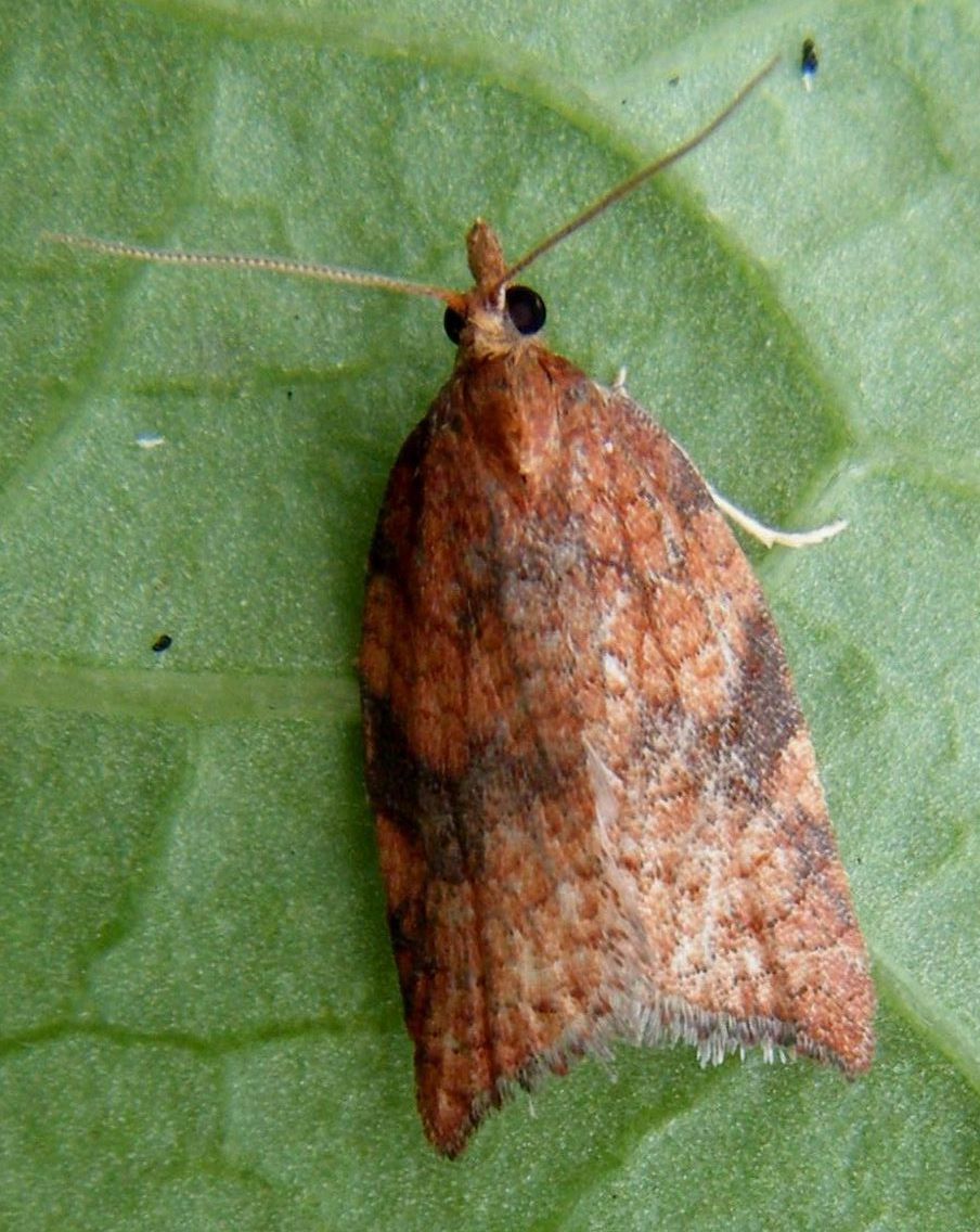 Rhomboid Tortrix | NatureSpot