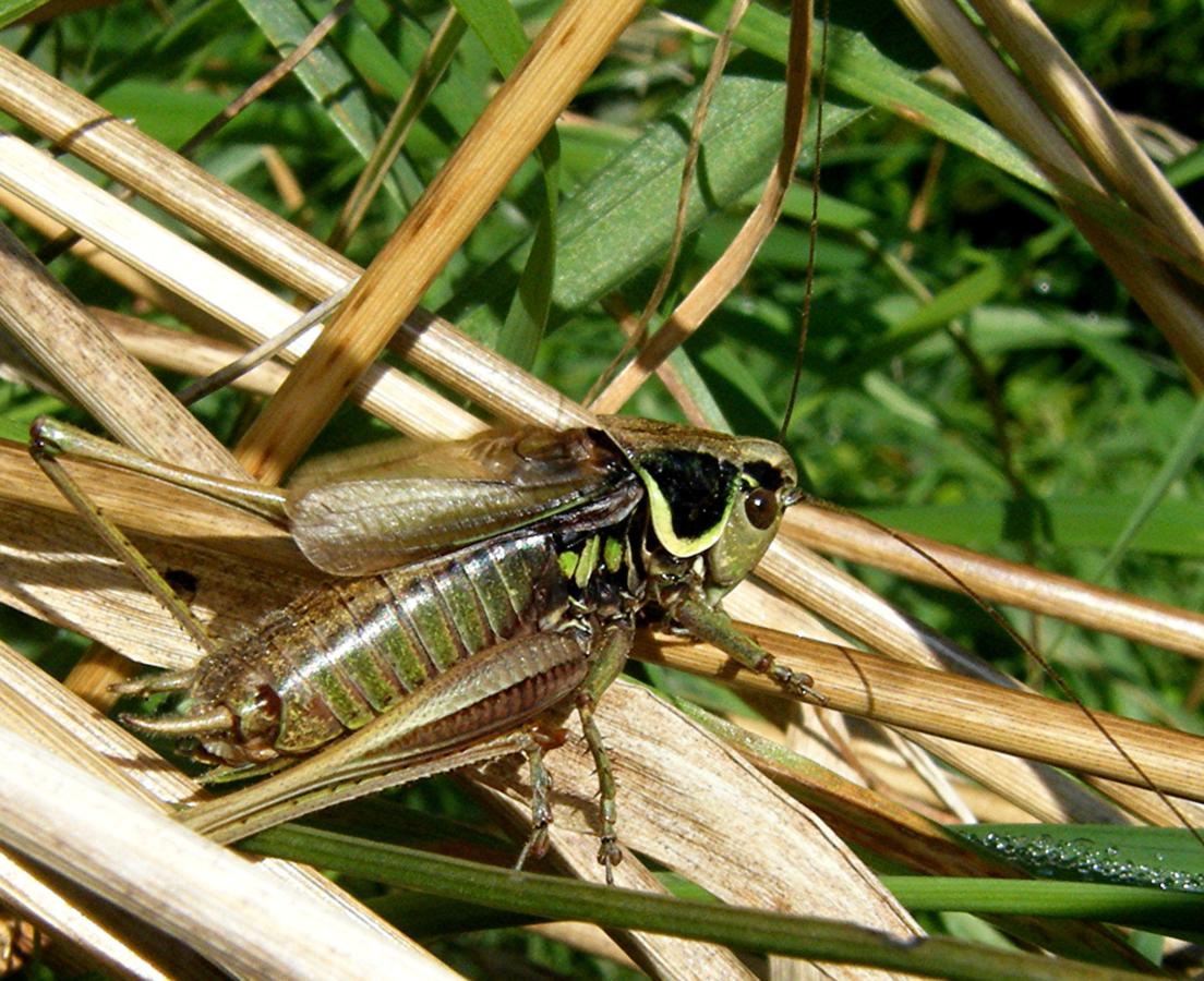Roesel's Bush-cricket | NatureSpot