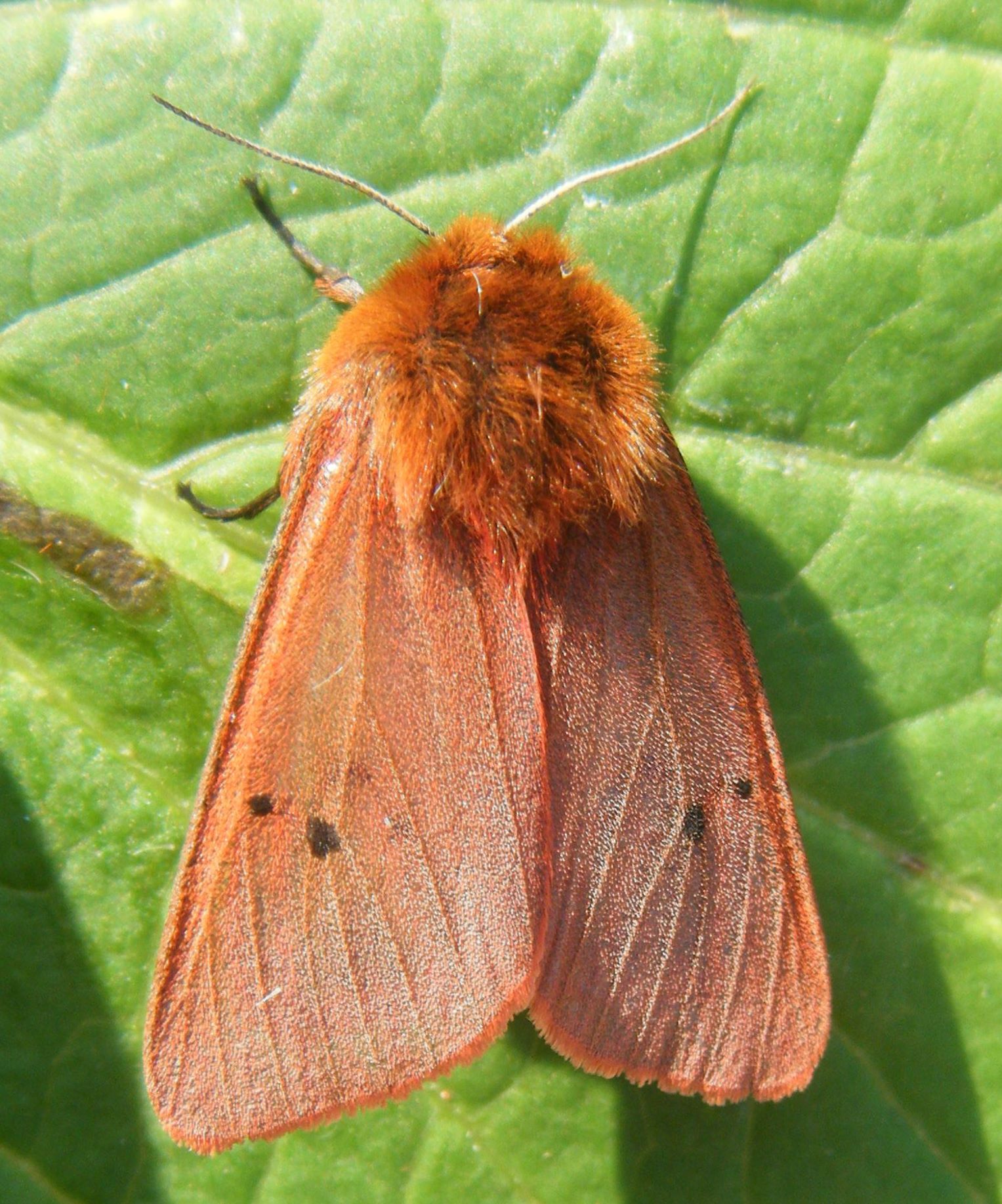 Ruby Tiger | NatureSpot