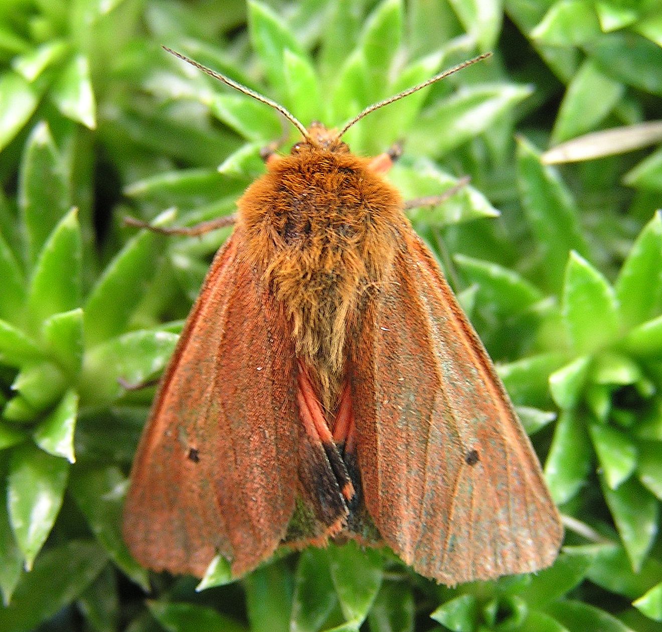 Ruby Tiger | NatureSpot