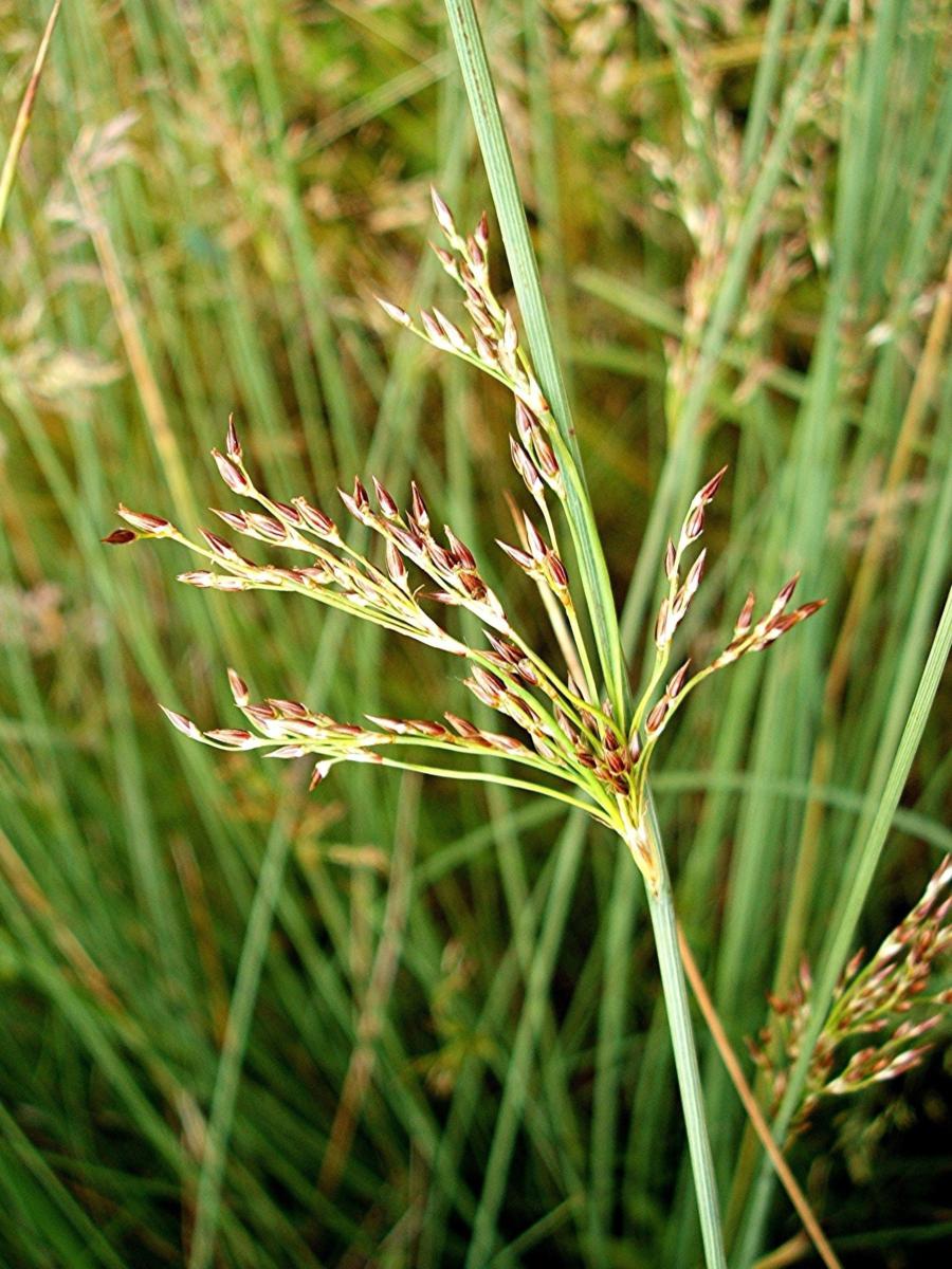 Hard Rush | NatureSpot