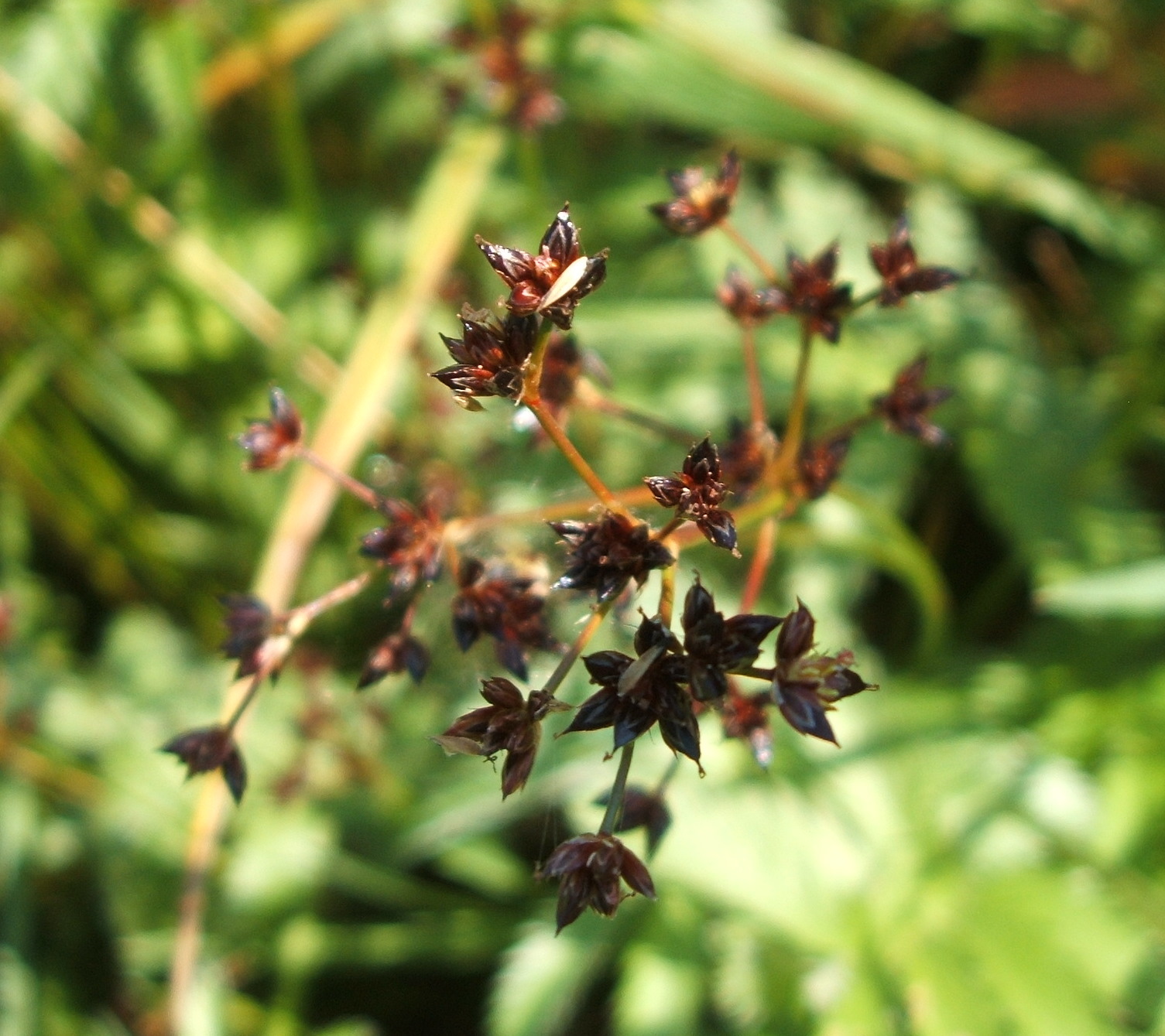 Jointed Rush | NatureSpot