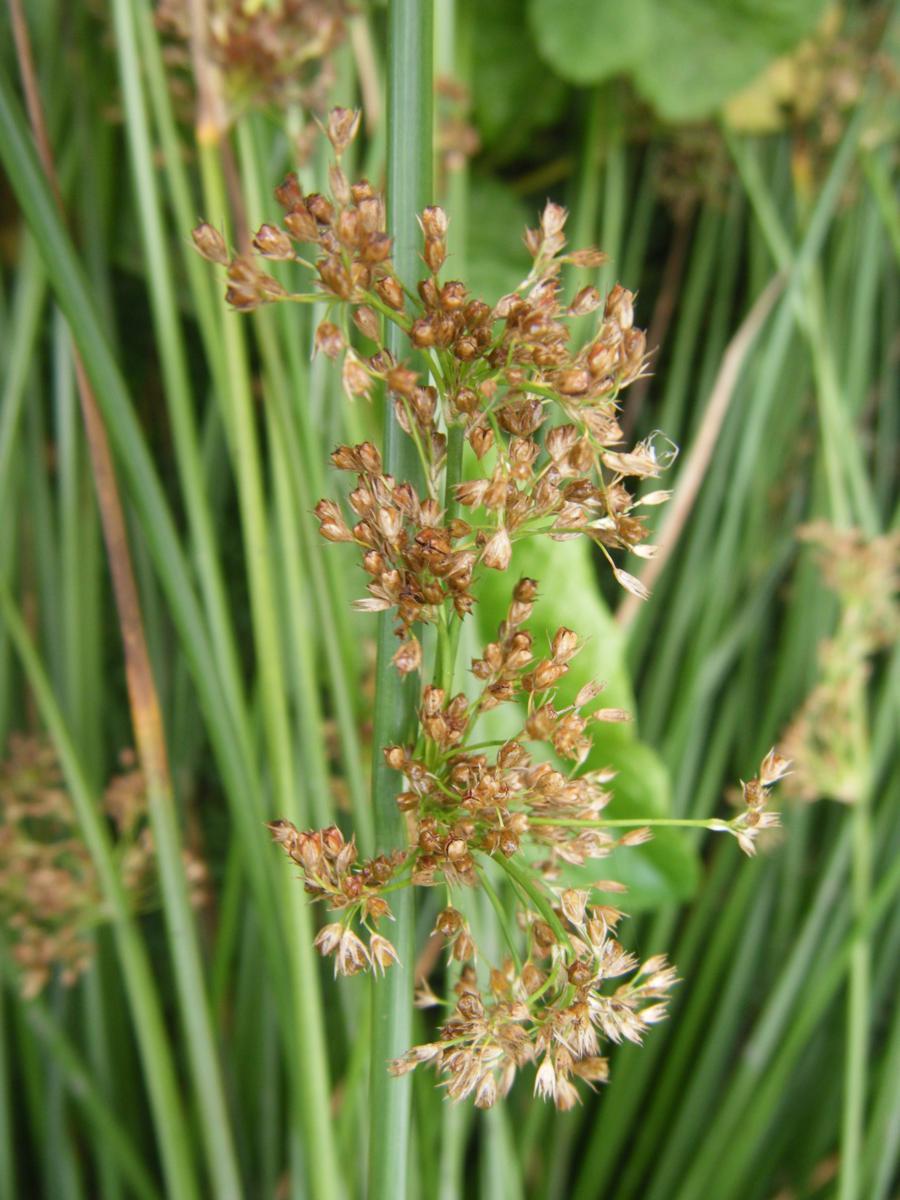 Soft-rush | NatureSpot