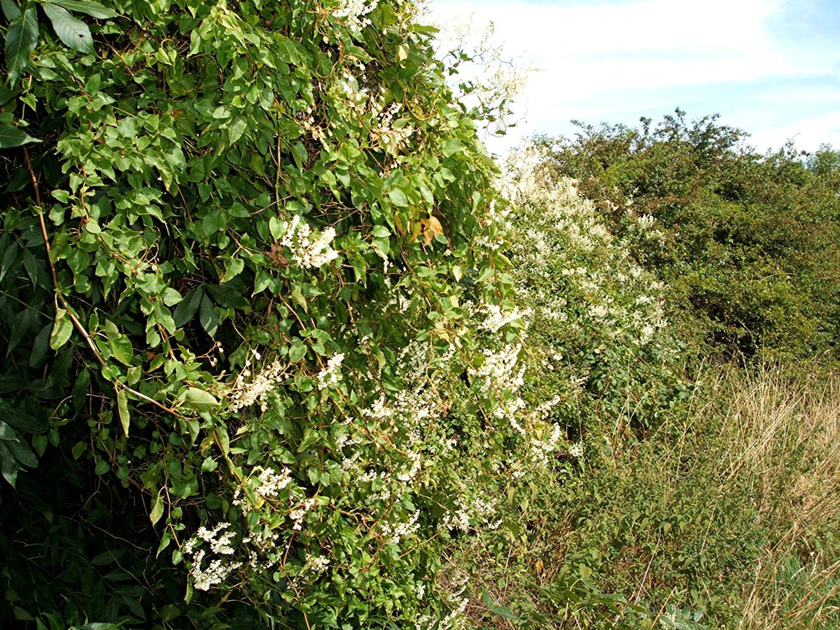 Russian-vine | NatureSpot