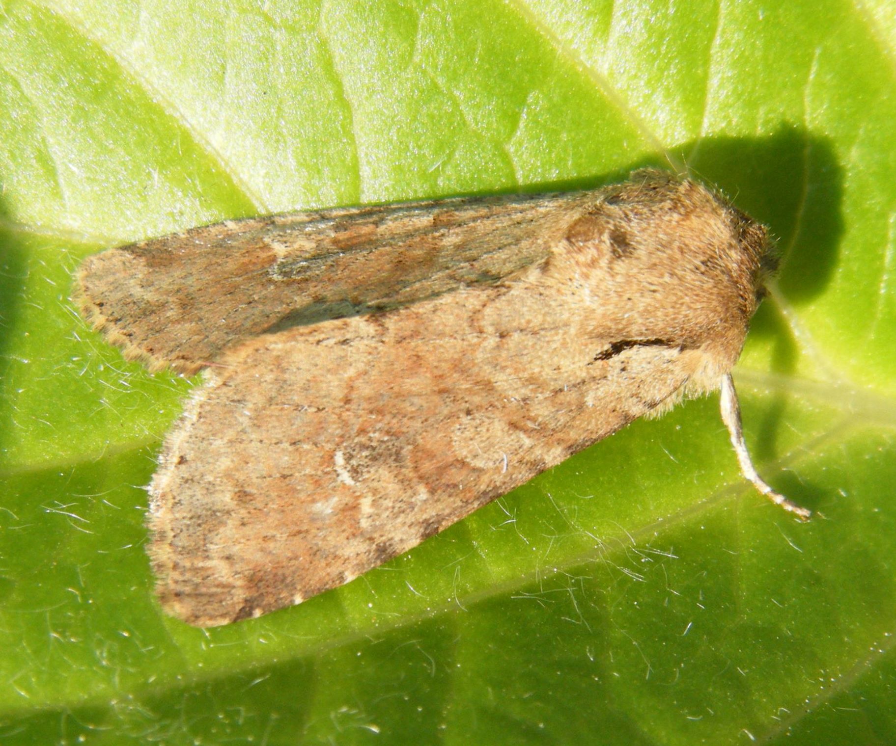 Rustic Shoulder-knot | NatureSpot