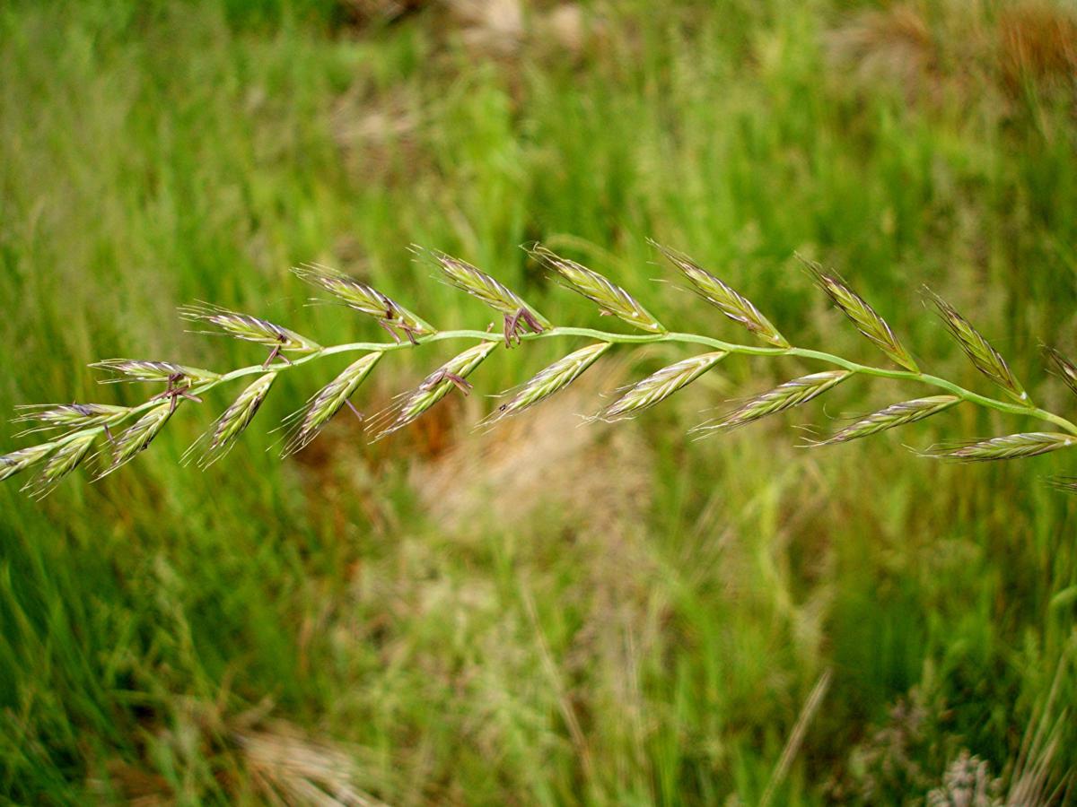 Italian Rye-grass | NatureSpot