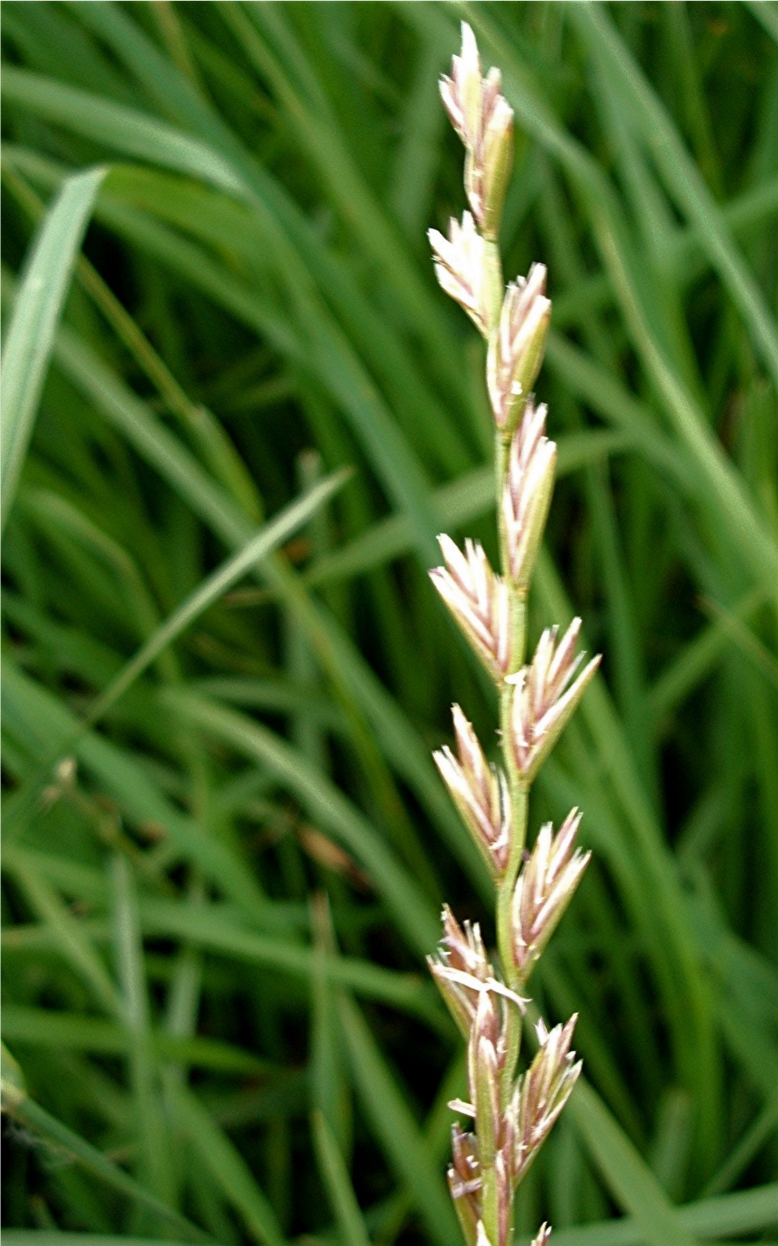 Perennial Rye-grass | NatureSpot