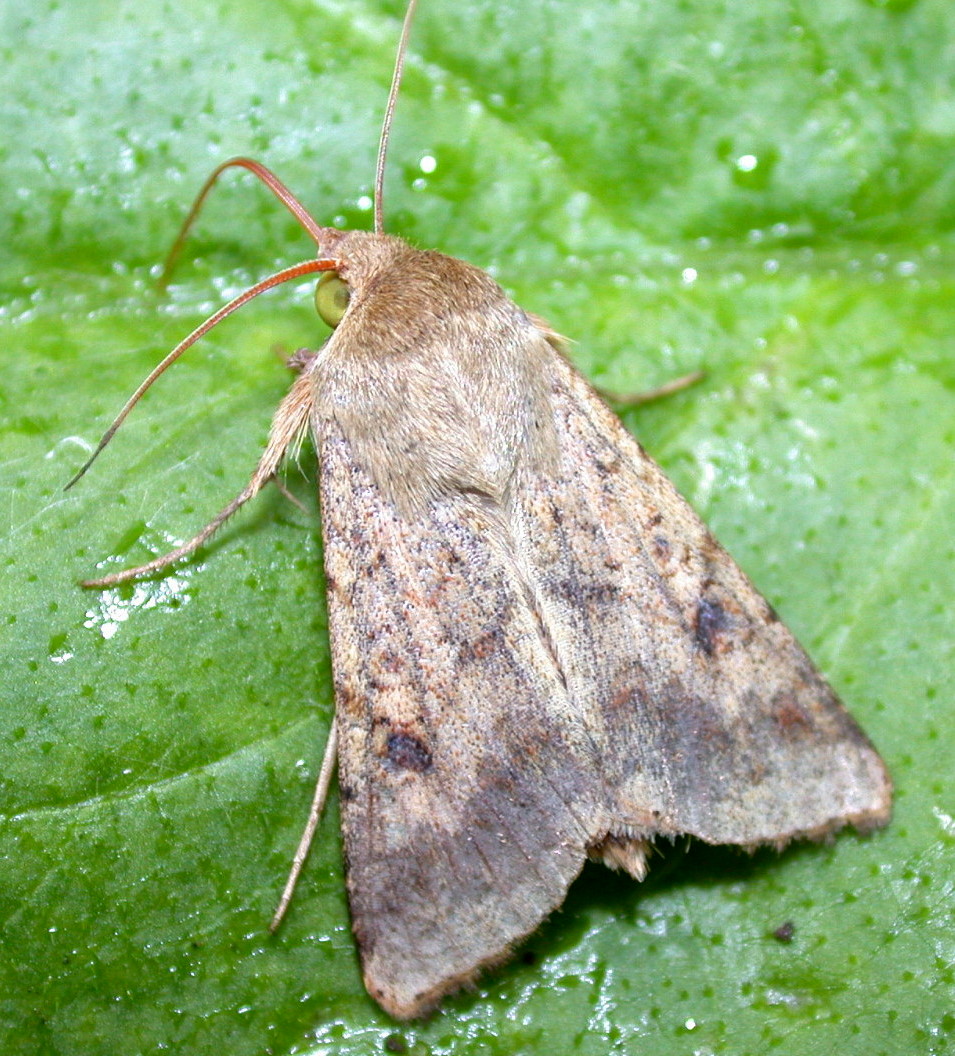 Scarce Bordered Straw | NatureSpot