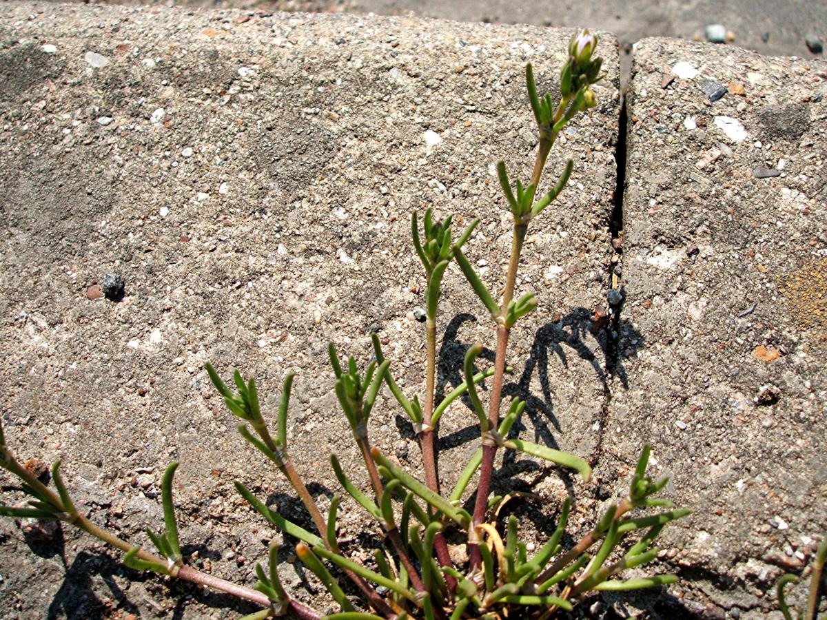 Lesser Sea-spurrey | NatureSpot