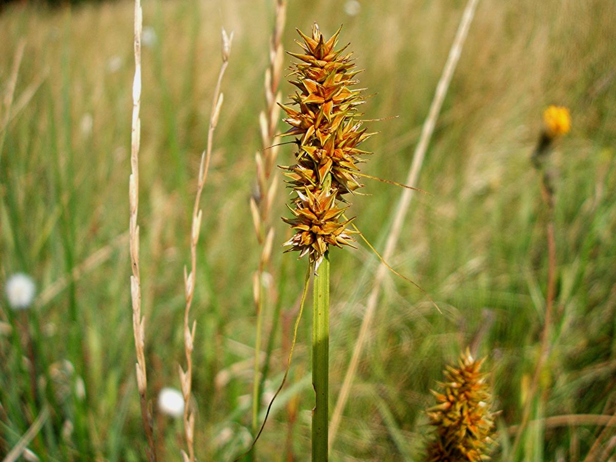 False Fox-sedge | NatureSpot