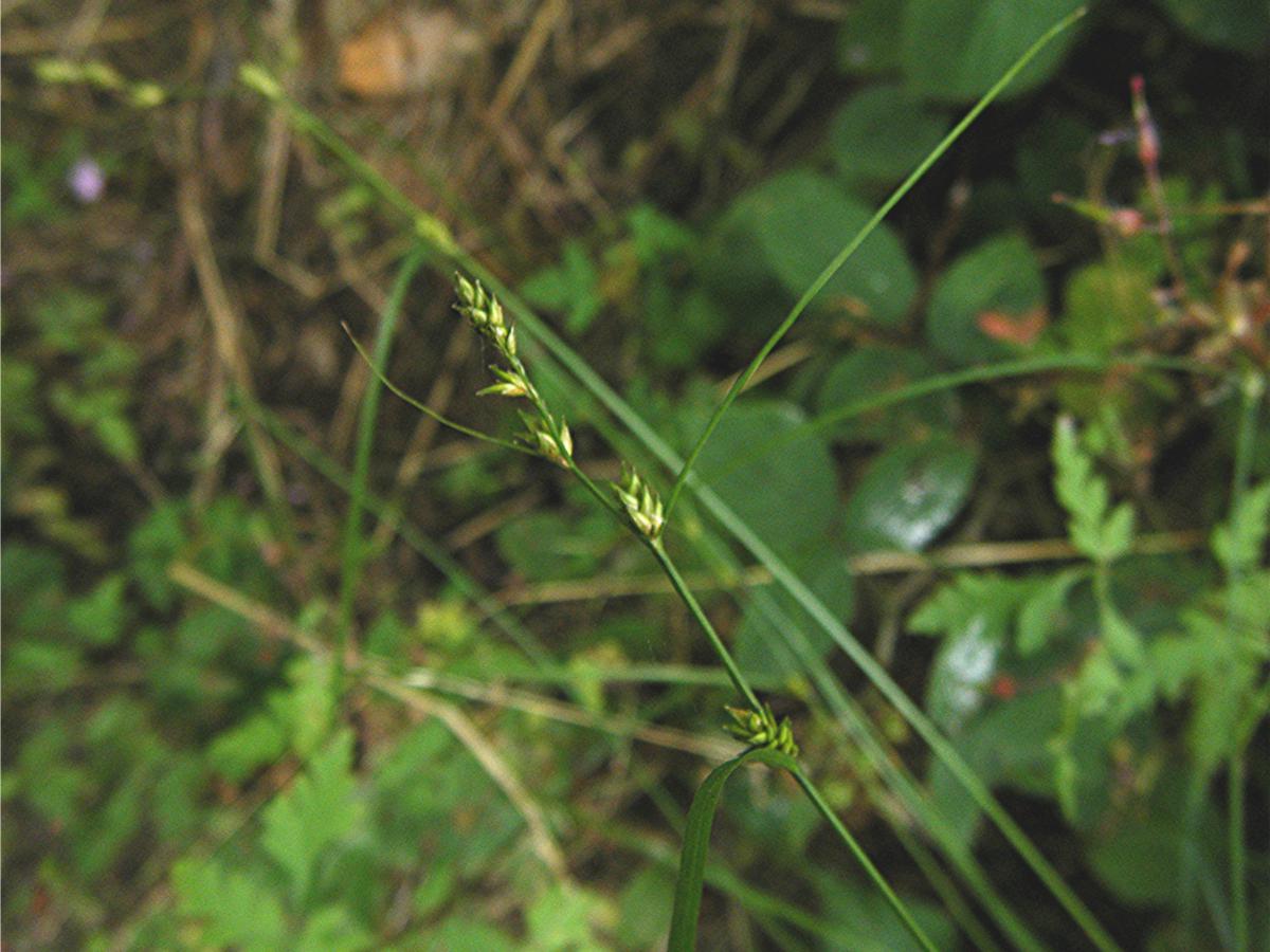 Remote Sedge | NatureSpot