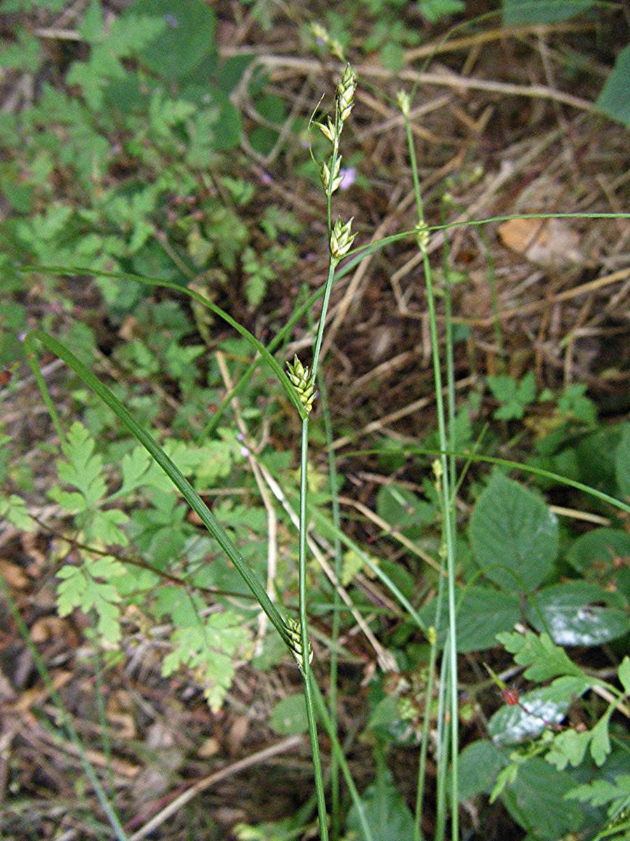 Remote Sedge | NatureSpot