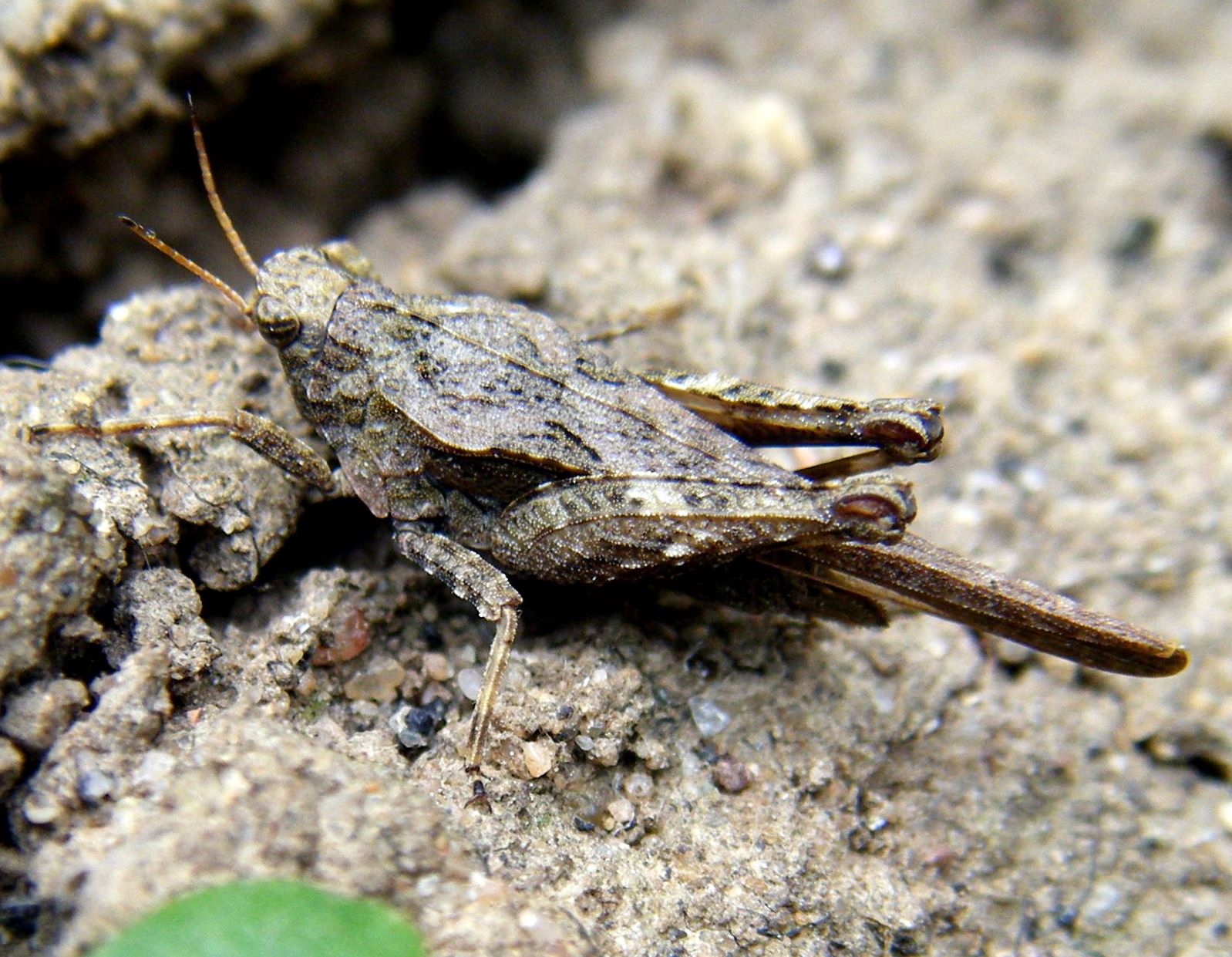 Slender Groundhopper | NatureSpot