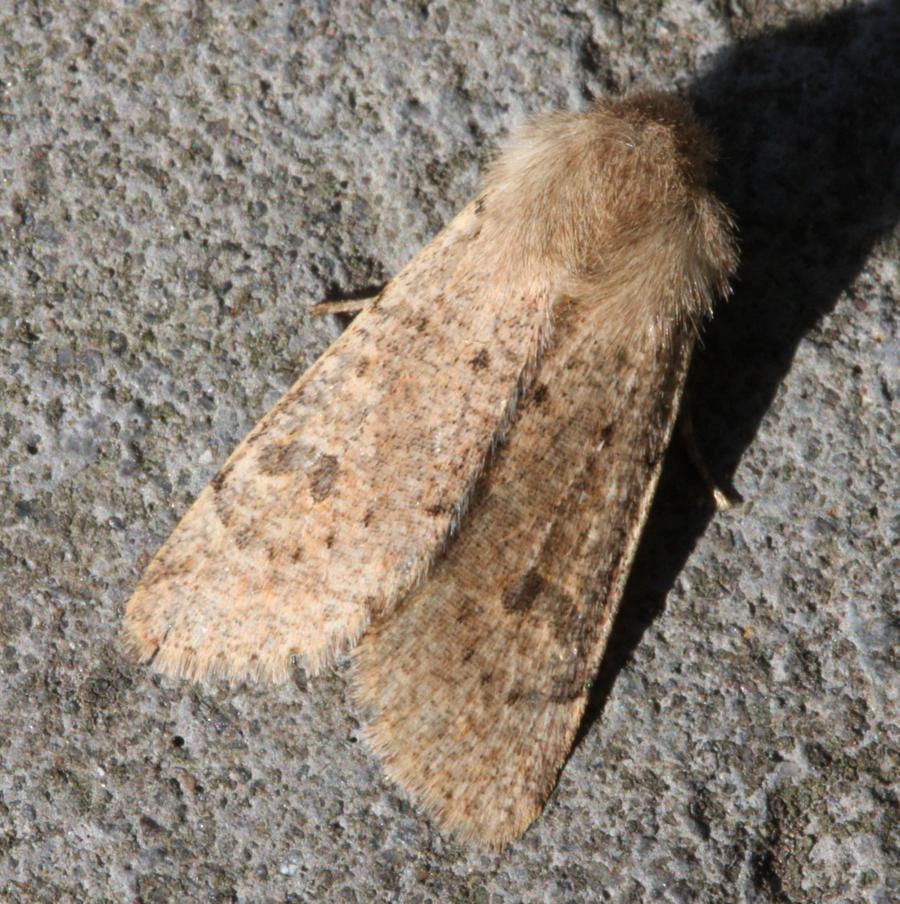 Small Quaker | NatureSpot