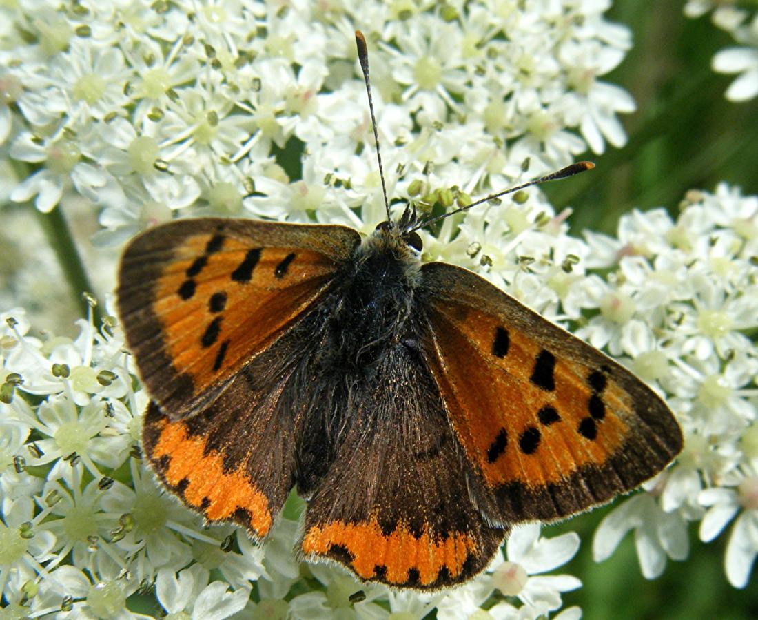Small Copper | NatureSpot