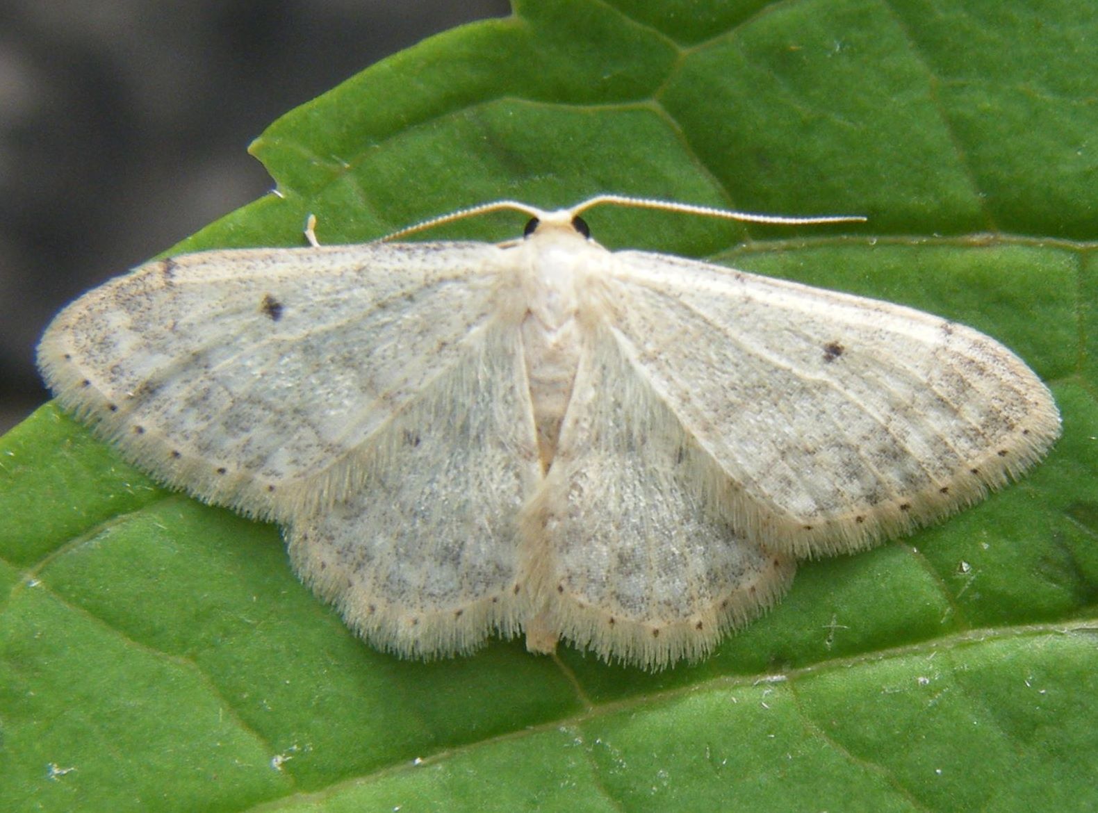 Small Fan-footed Wave | NatureSpot