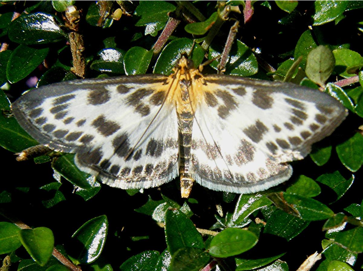 Small Magpie | NatureSpot