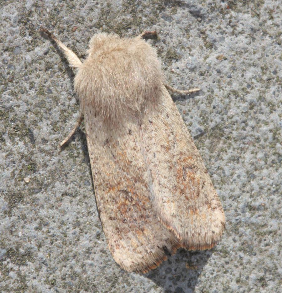 Small Quaker | NatureSpot