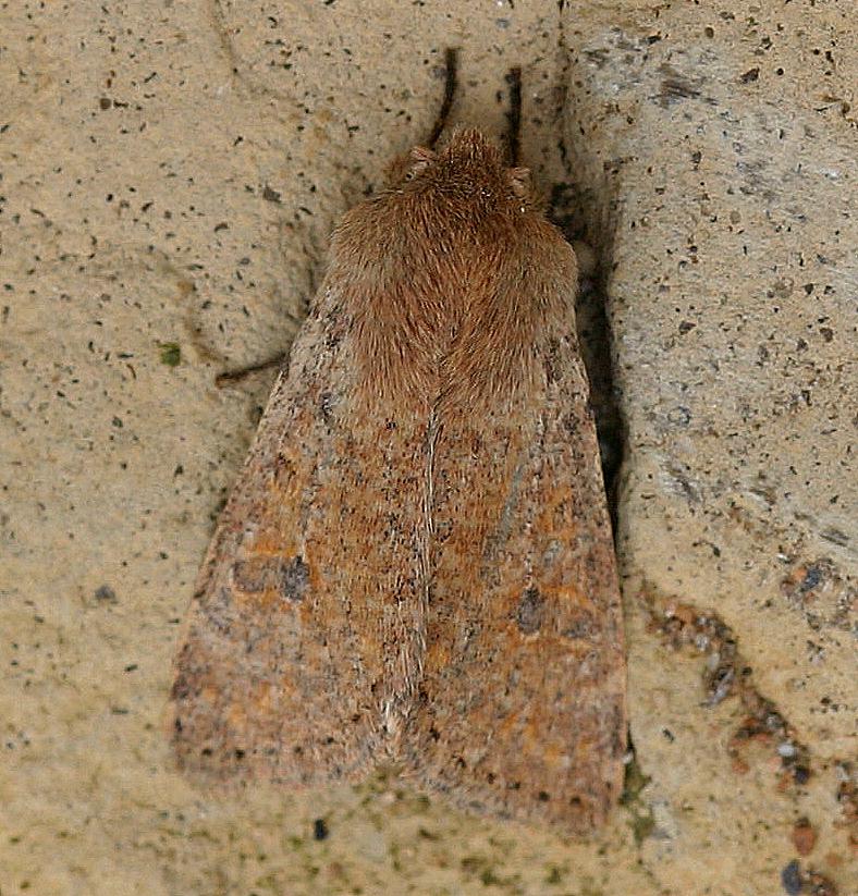 Small Quaker | NatureSpot