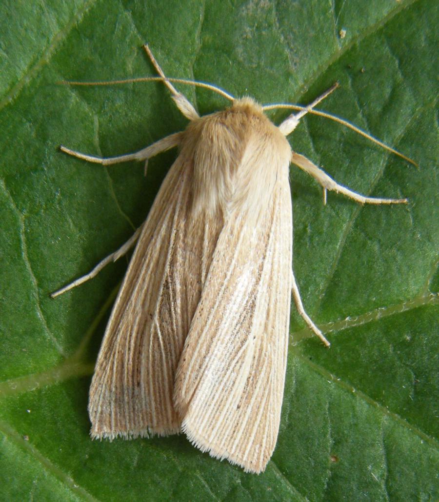 Smoky Wainscot | NatureSpot
