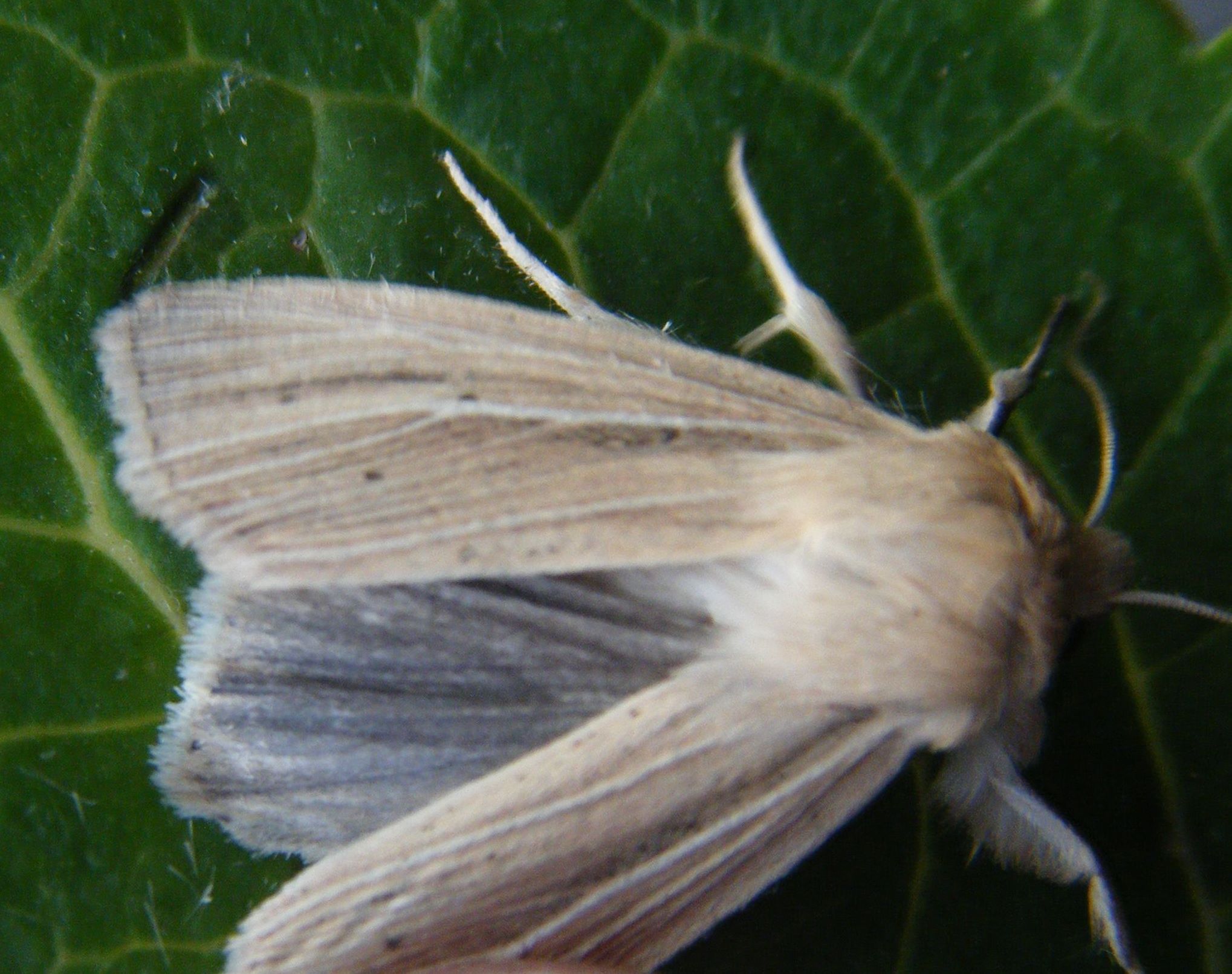 Smoky Wainscot | NatureSpot