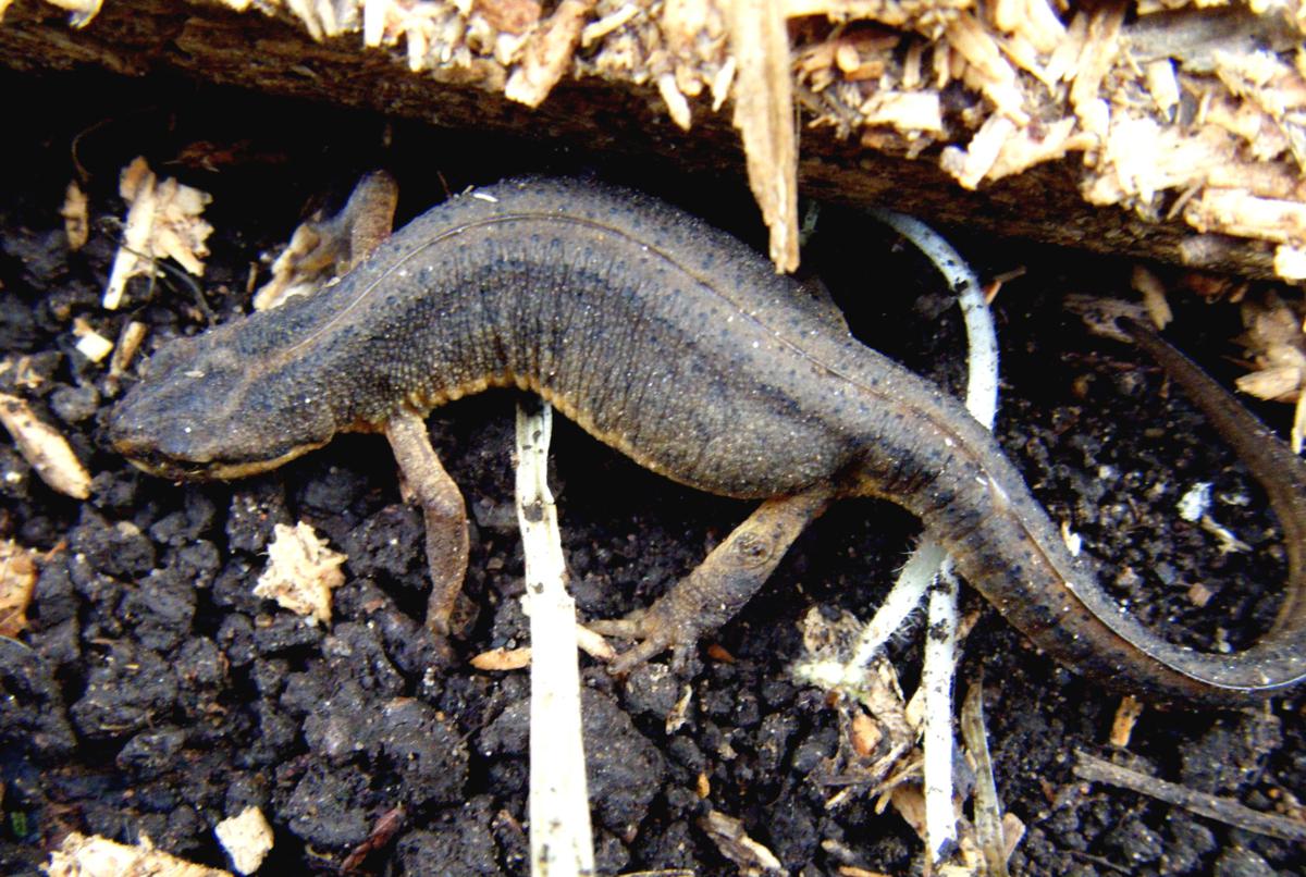 Smooth Newt | NatureSpot