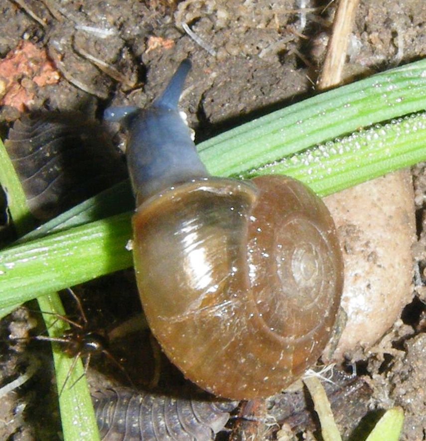 Smooth Glass Snail | NatureSpot