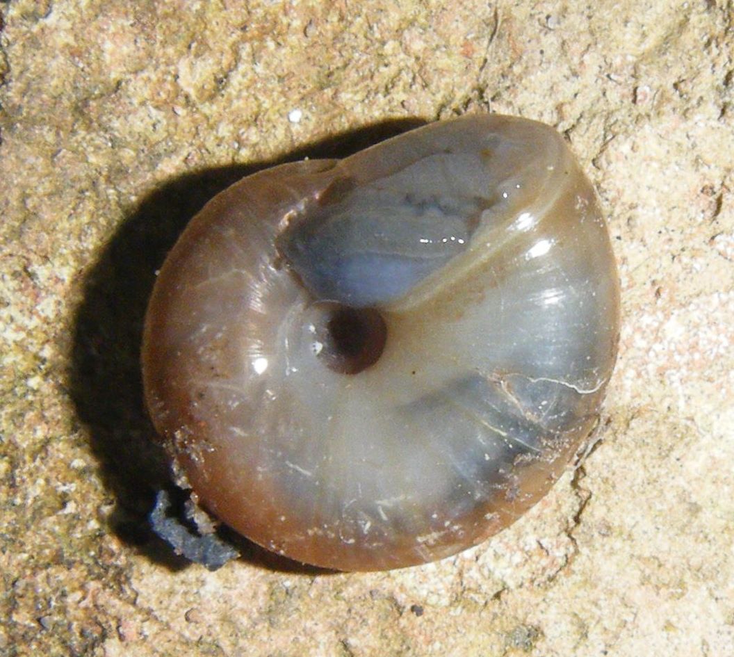 Smooth Glass Snail | NatureSpot