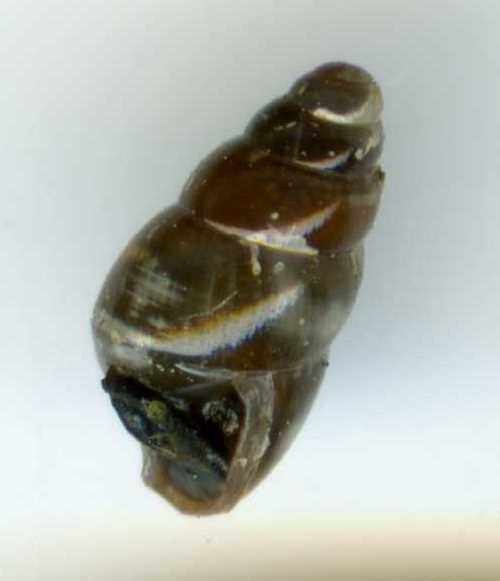 Slippery Snail | NatureSpot