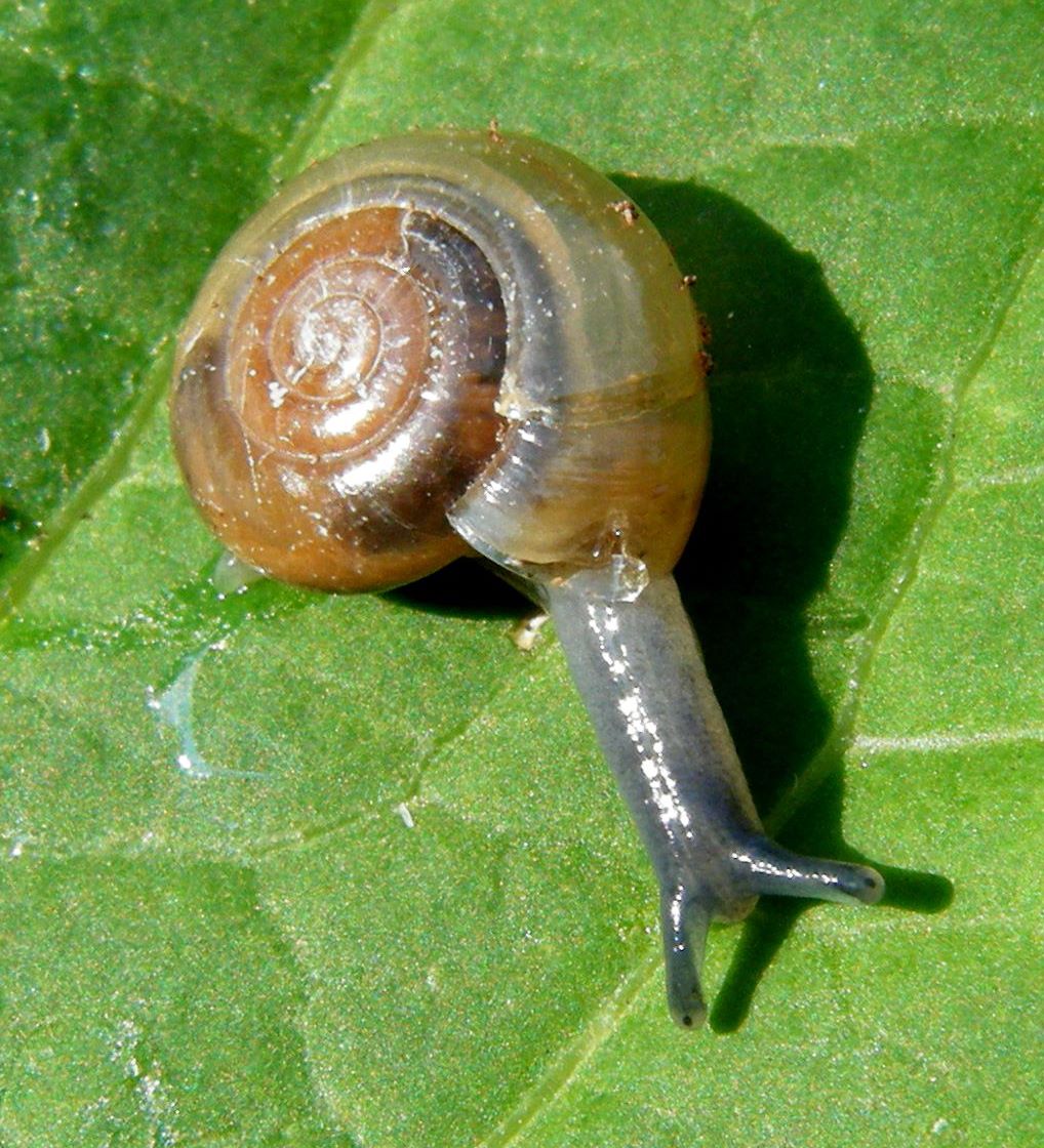 Smooth Glass Snail | NatureSpot