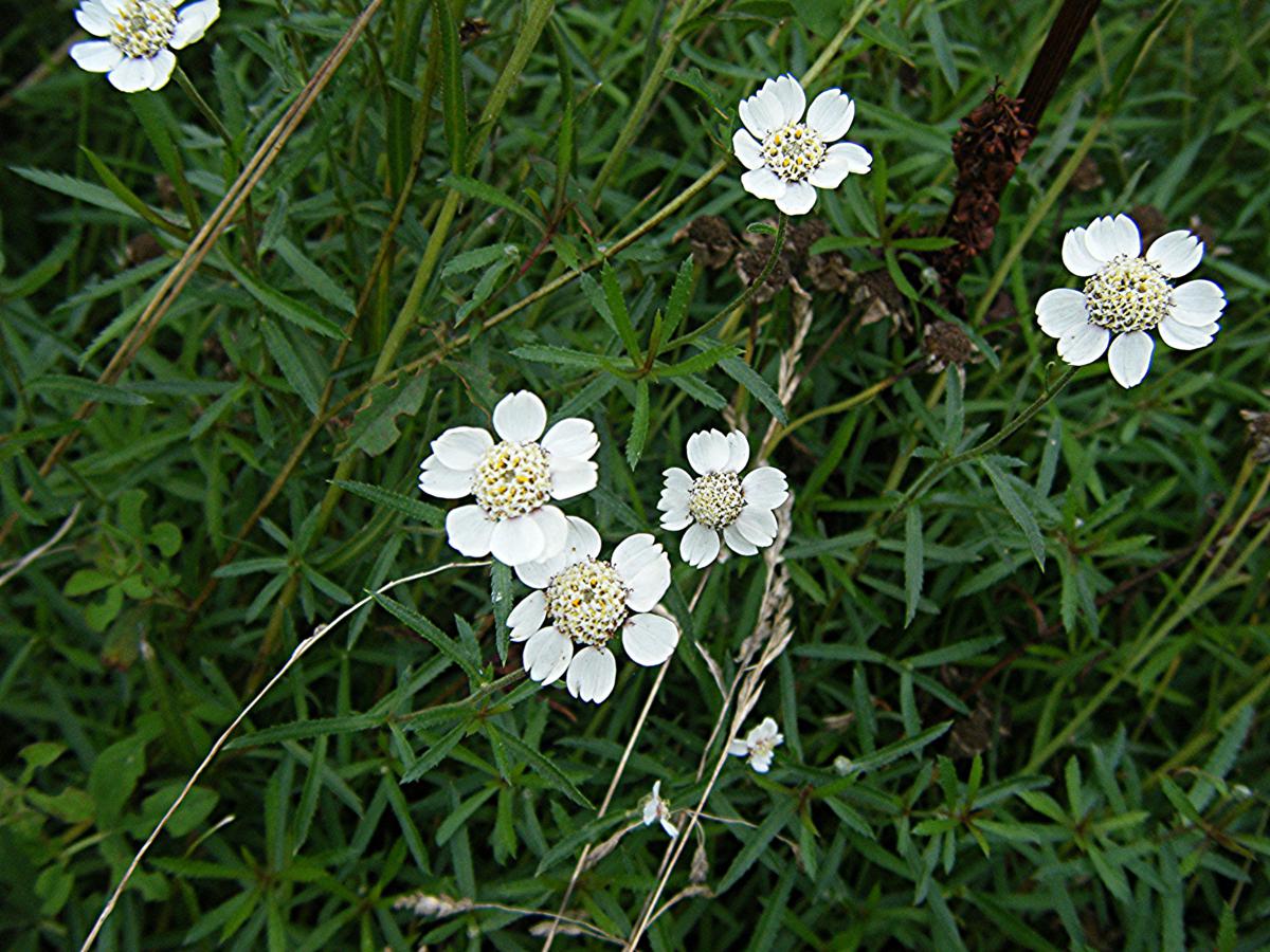 Sneezewort | NatureSpot