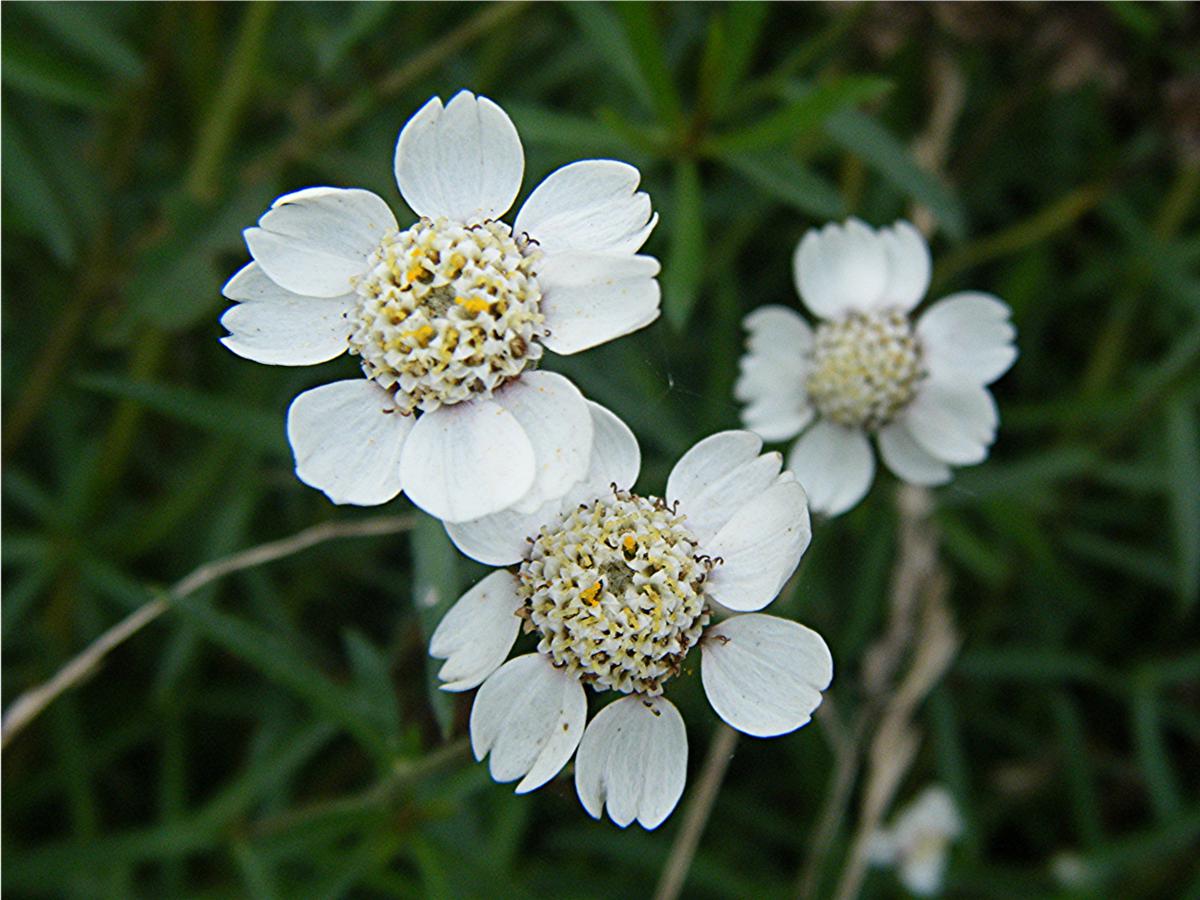 Sneezewort | NatureSpot