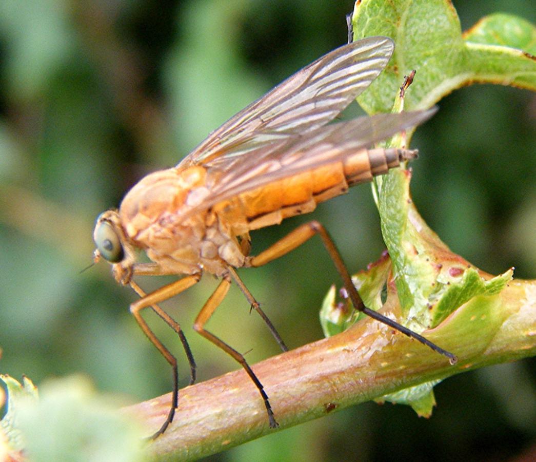 Rhagio tringarius | NatureSpot