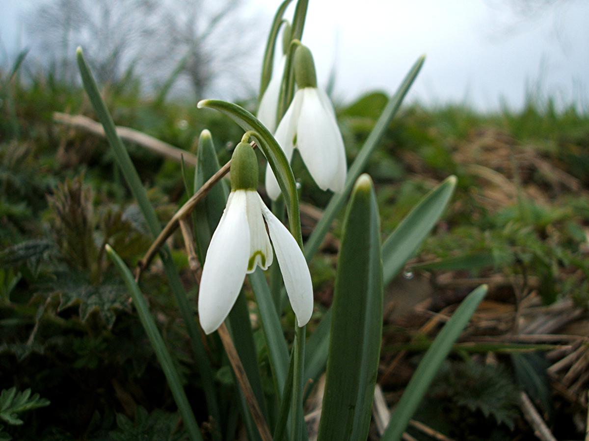 Snowdrop | NatureSpot